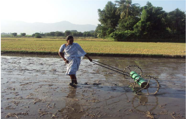 Direct seeding in rice using Drum-seeder | AESA