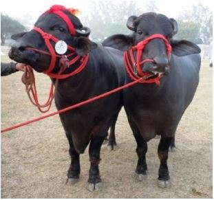 BLOG - 88: Buffalo Championships as Motivators for Buffalo-Rearing ...