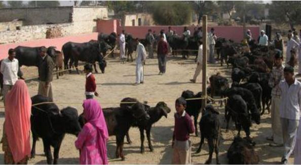 BLOG - 88: Buffalo Championships as Motivators for Buffalo-Rearing ...