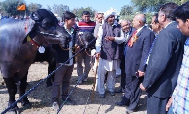 BLOG - 88: Buffalo Championships as Motivators for Buffalo-Rearing ...