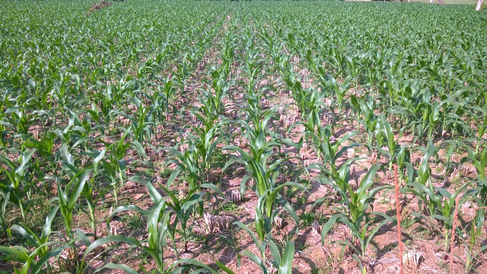 Maize Crop