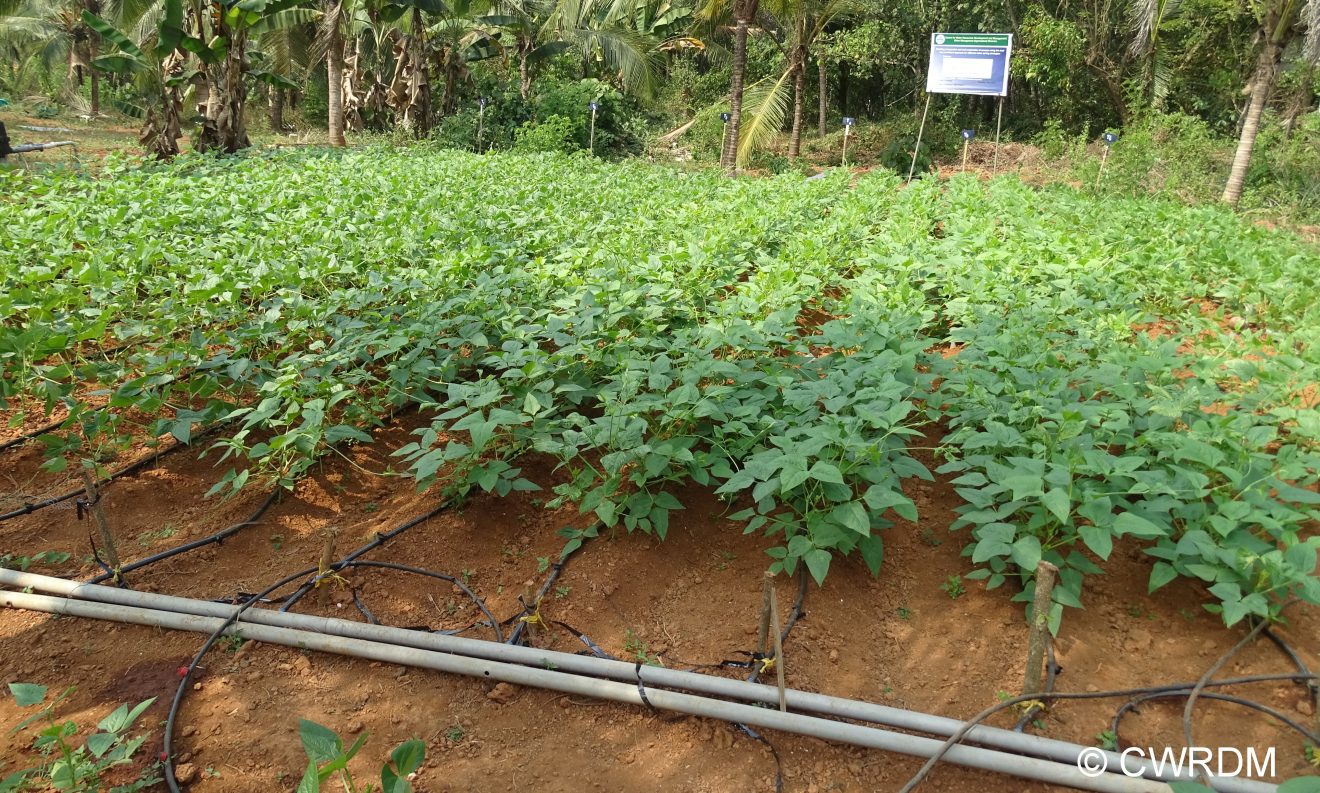 Blog 155-Extension and Advisory Services for Sustainable Water Use ...