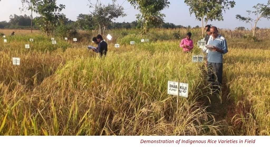 Conserving India's Rice Diversity | AESA