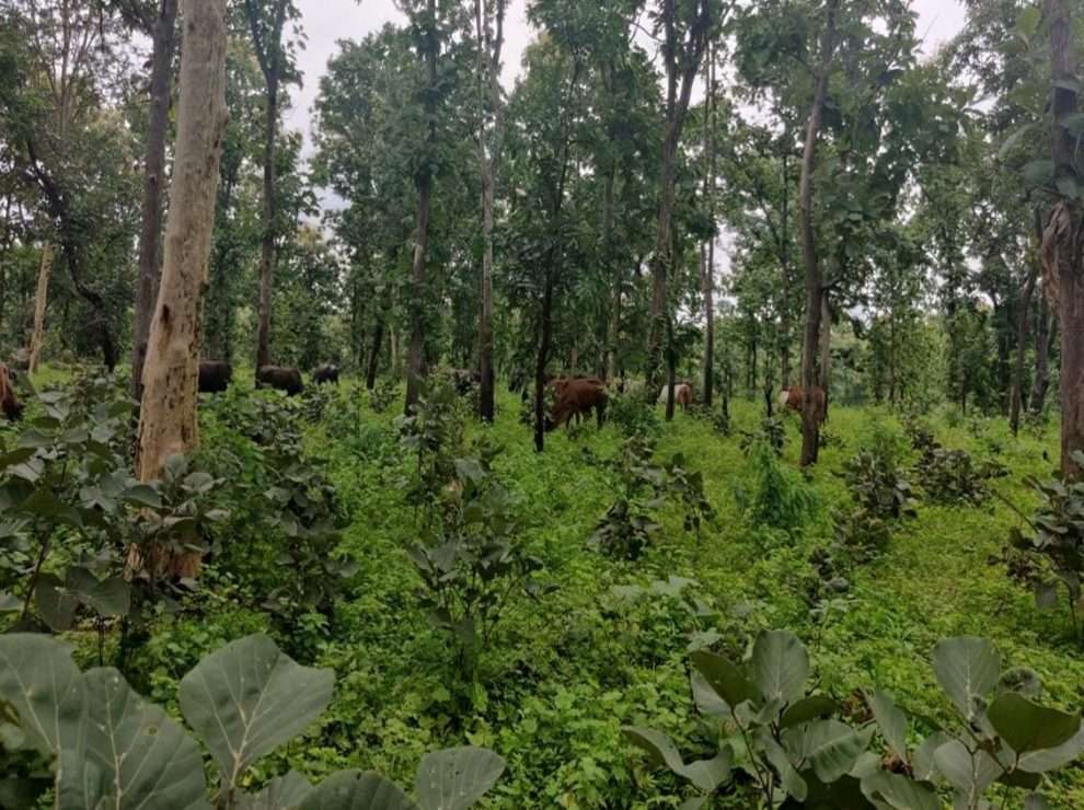 Blog 170-Supporting Forest Dependent Communities to Cope With the ...