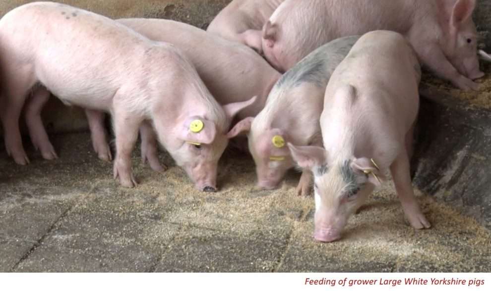 Blog 173-Uplifting the Piggery Sector in India: Role of EAS | AESA