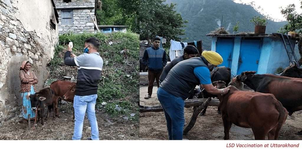 Blog 187-Dealing with Lumpy Skin Disease: Lessons for the Future | Agricultural Extension in ...