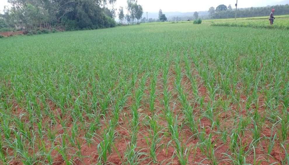 GOOD PRACTICES 55-From Farm to Market – Pragati’s Journey with Finger ...