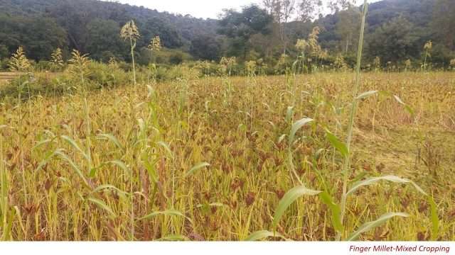 GOOD PRACTICES 55-From Farm to Market – Pragati’s Journey with Finger ...