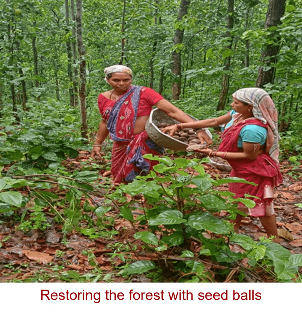 Blog 204- Strengthening Local Forest Governance to Restore Forests | AESA