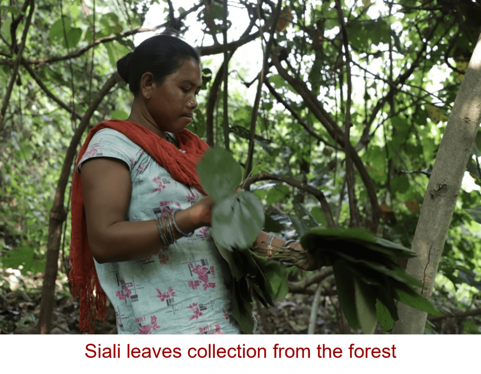 Blog 204- Strengthening Local Forest Governance to Restore Forests | AESA