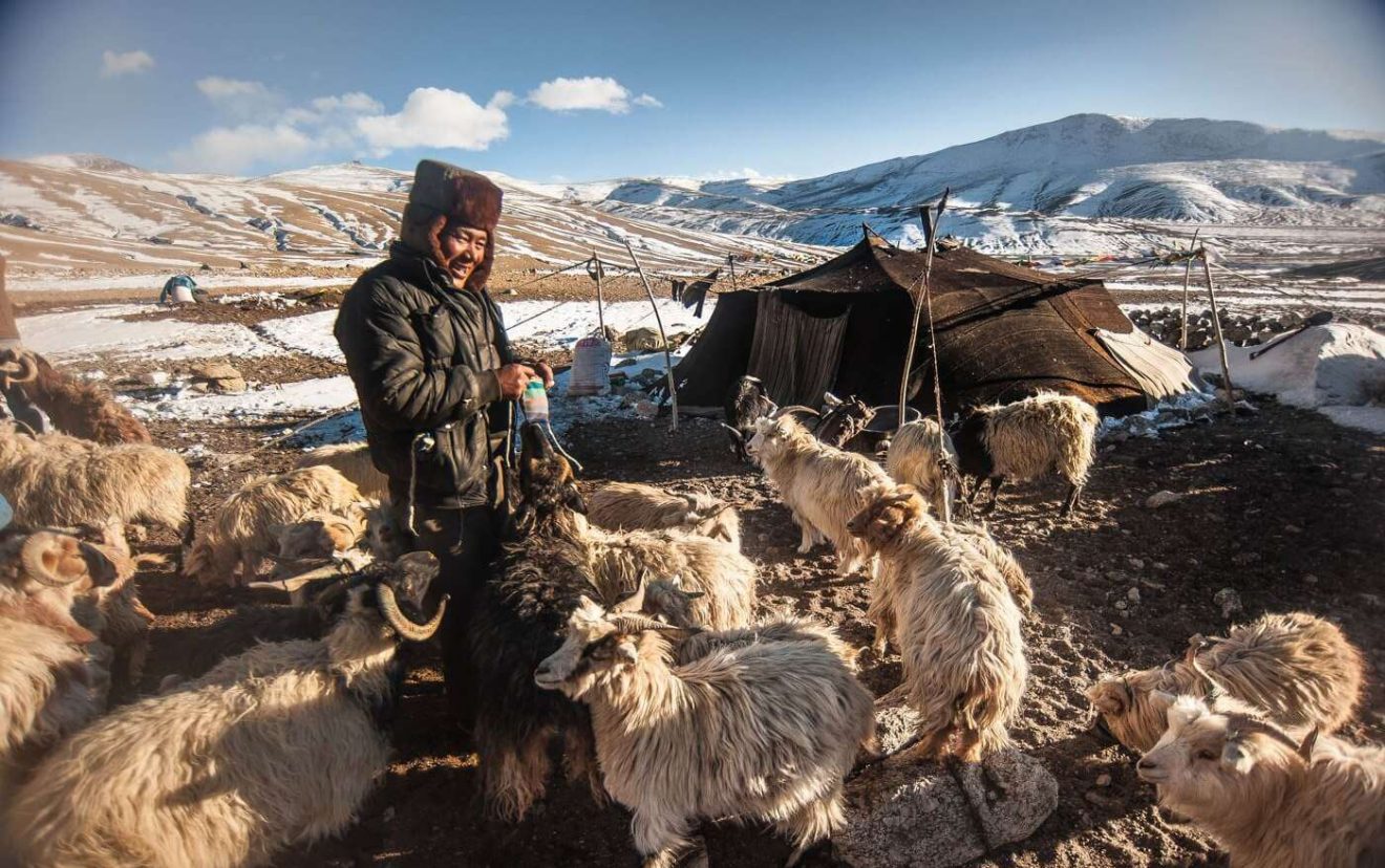 Blog 211-Moo'ing Forward: Supporting Pastoralism in India | AESA