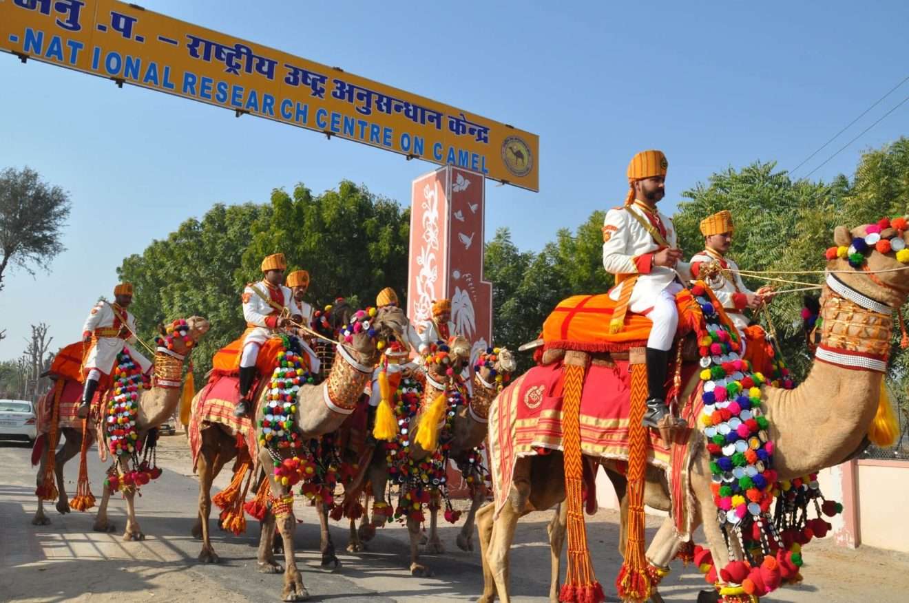 Blog 209-International Year of Camelids (IYC-2024): Significance and ...