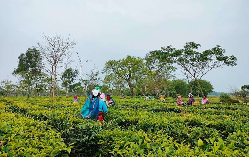 Blog 220-Tea Leaves and Triumphs: Paving the Way for Small Tea Growers ...
