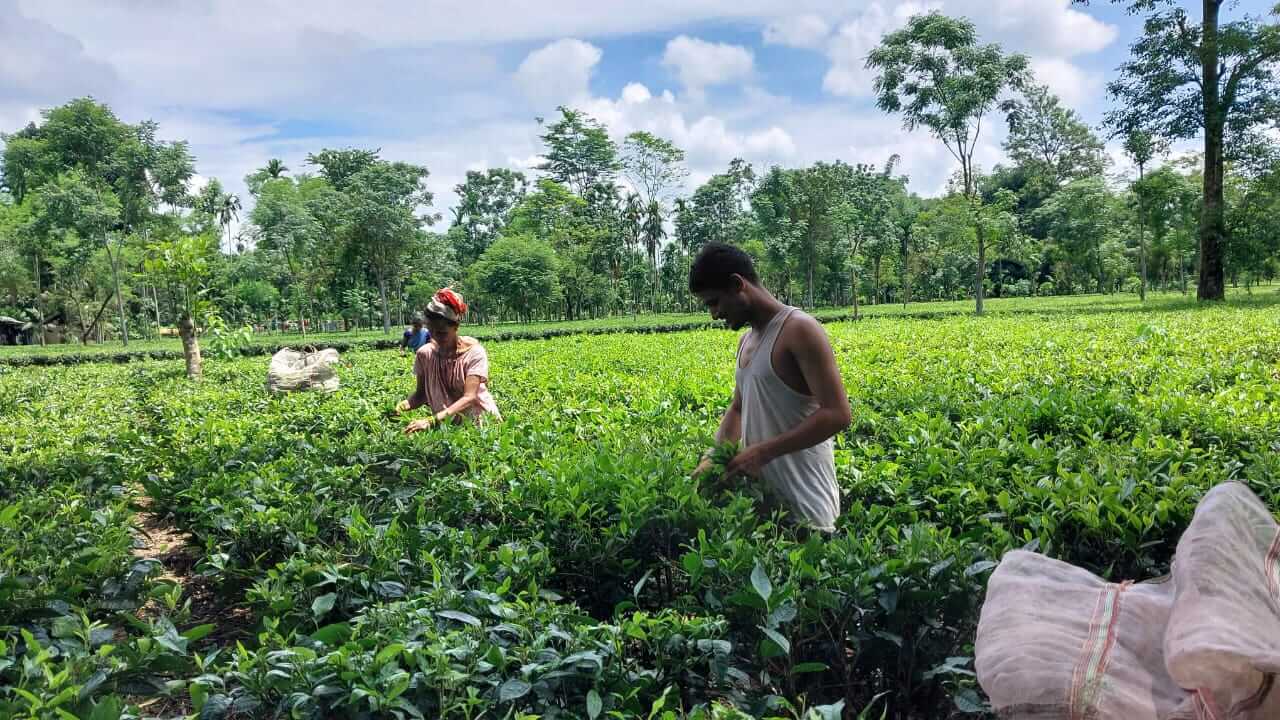 Empowering India’s Small-Scale Tea Growers | AESA